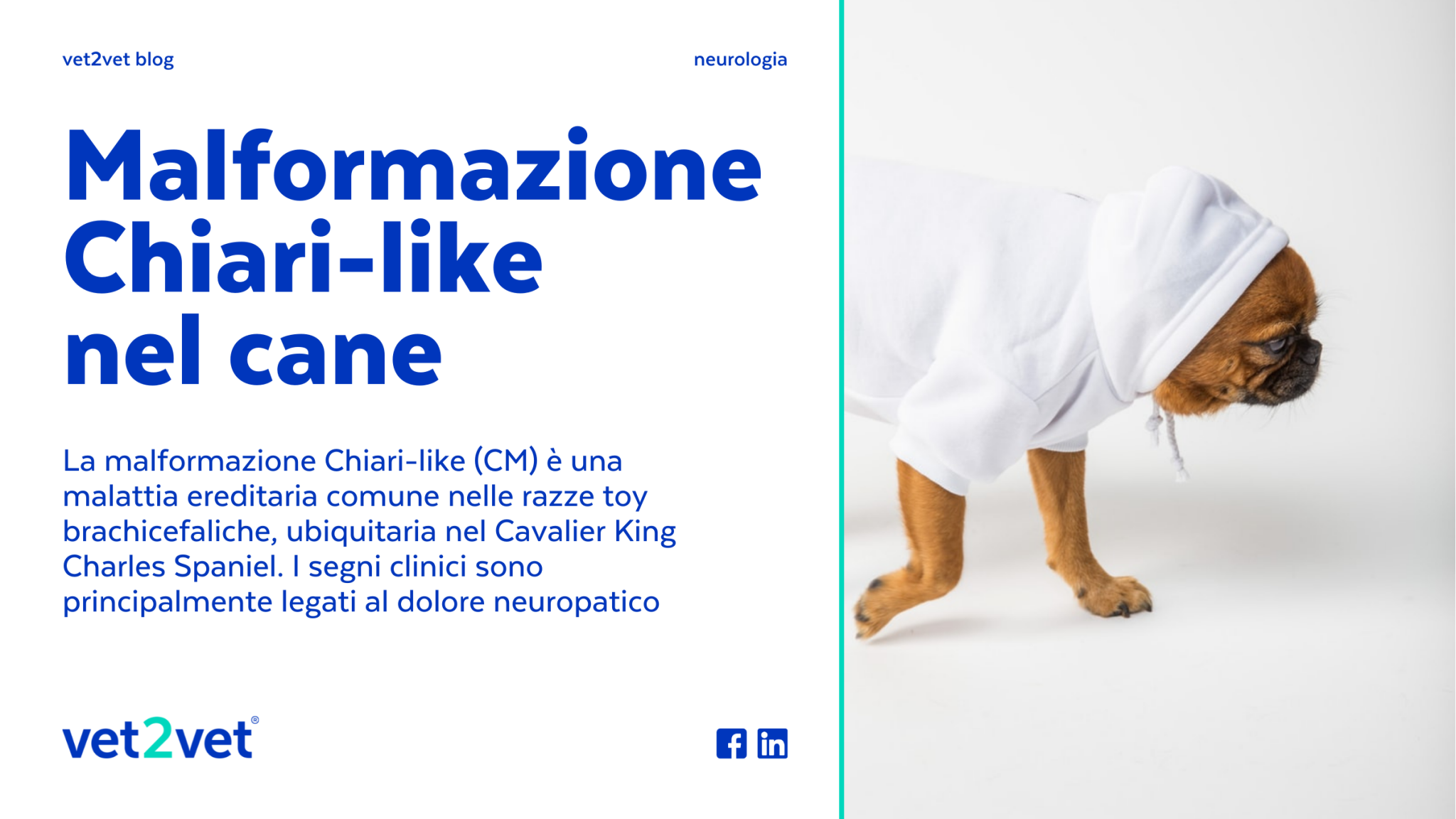 Malformazione Chiari-like nel cane - VET2VET
