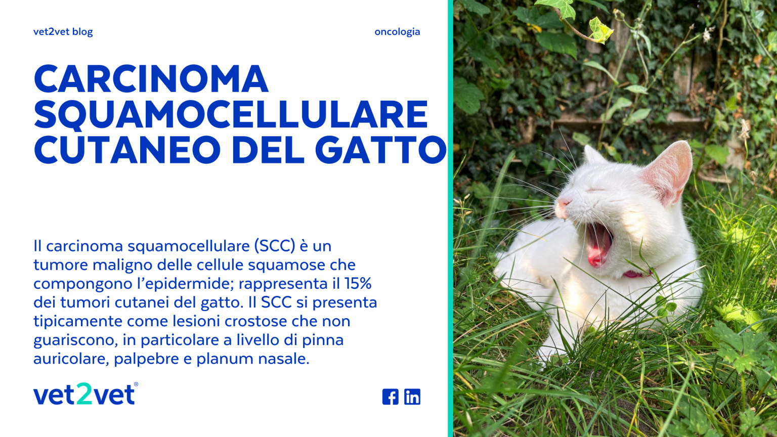 Carcinoma squamocellulare cutaneo del gatto - VET2VET